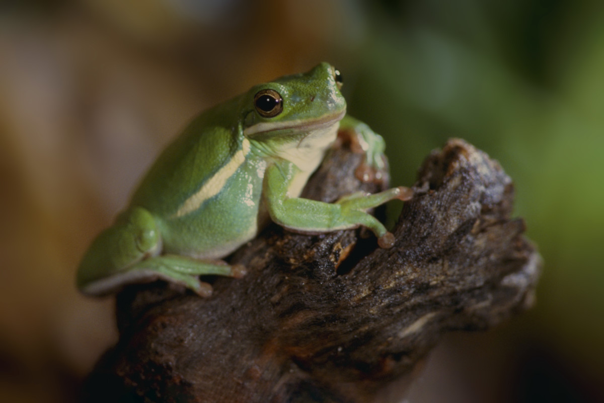 Creepy & Crawly Critters - GetOutdoorsTV