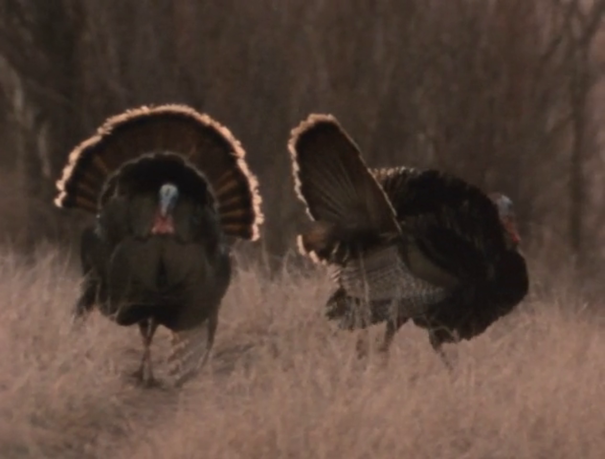 Wild Turkey (Pt 1) - GetOutdoorsTV