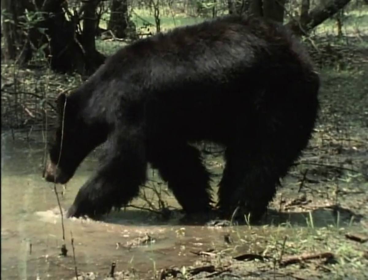 Swamp Bear (Part 2) - GetOutdoorsTV