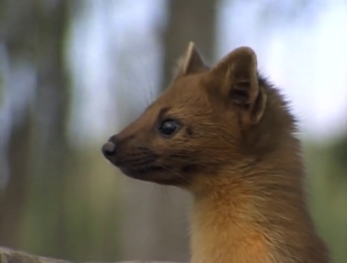 Meet the Marten - GetOutdoorsTV