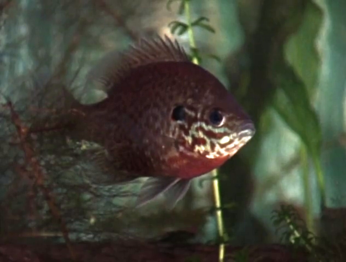 Fascinating Fishes - GetOutdoorsTV