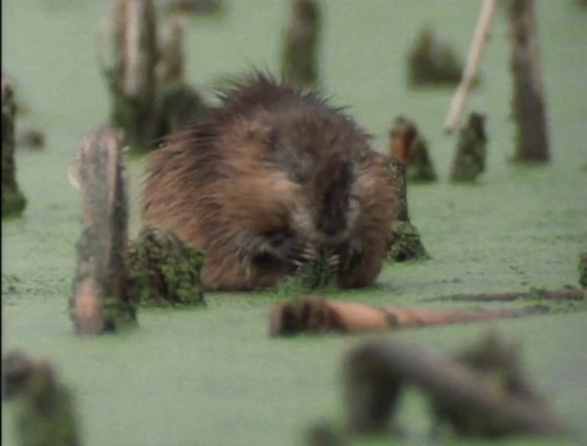 Old Man Muskrat - GetOutdoorsTV
